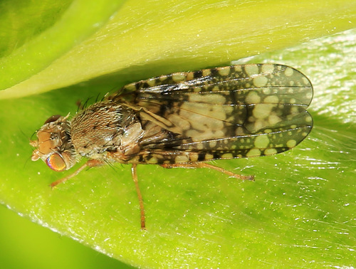 Oxyna stackelbergi · iNaturalist