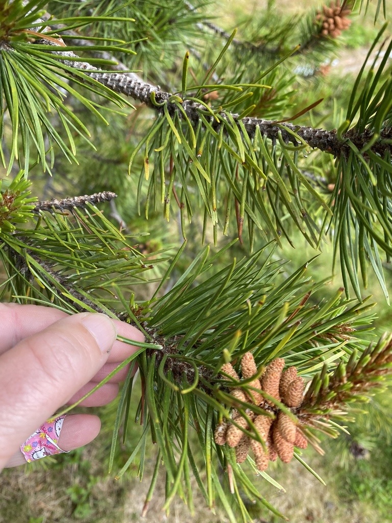 Shore Pine from Eyak Lake Hwy, Cordova, AK, US on June 16, 2020 at 06: ...