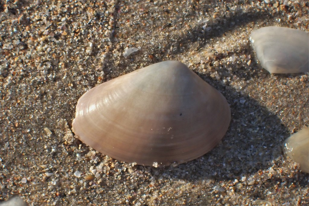 Smoke cockle from Iluka NSW 2466, Australia on June 17, 2020 at 08:01 ...