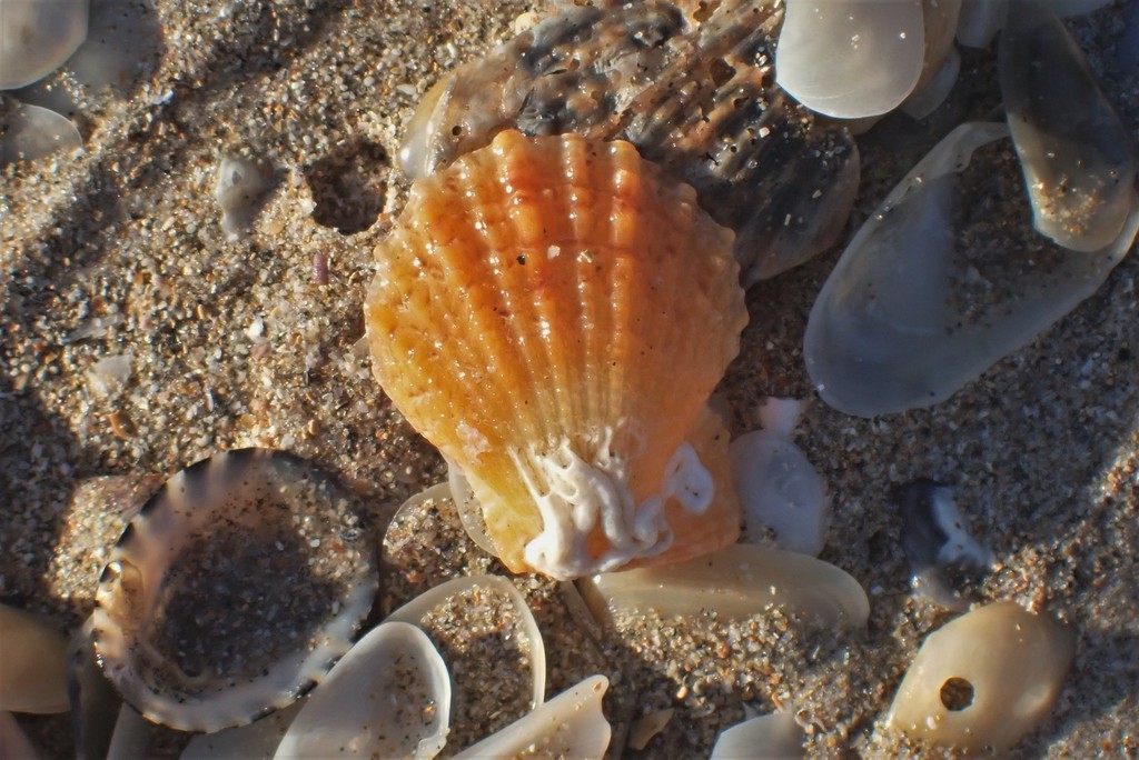 Livid Fan Scallop from Iluka NSW 2466, Australia on June 17, 2020 at 08 ...