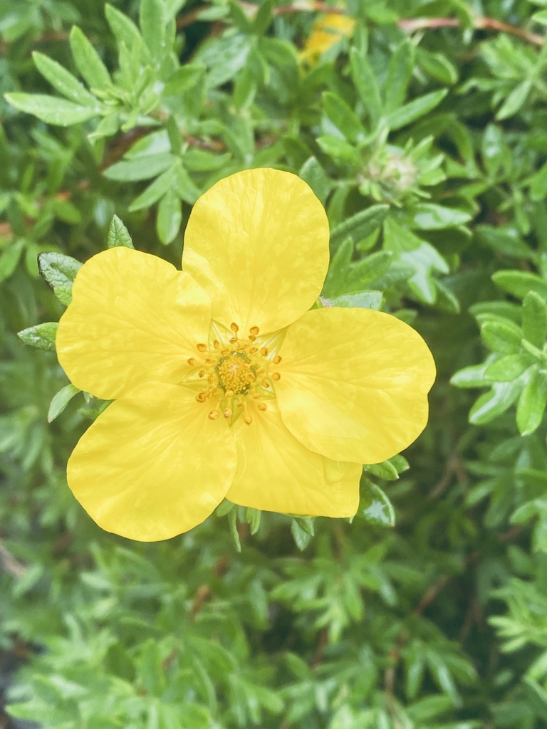 shrubby cinquefoil from Airport Rd, Cle Elum, WA, US on June 15, 2020 ...