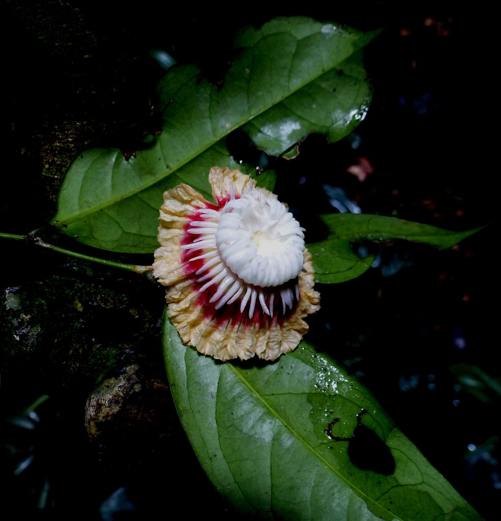 (Napoleonaea leonensis) - Botanical Realm