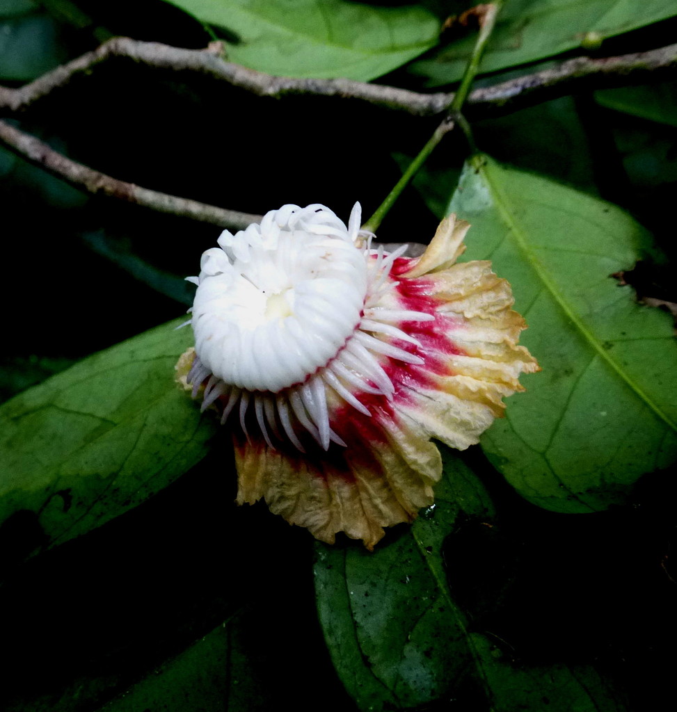 (Napoleonaea leonensis) - Botanical Realm