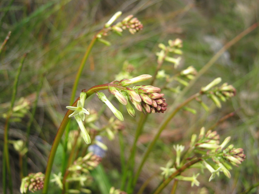 (Stackhousia) - Botanical Realm