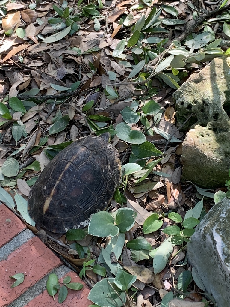 Chinese Box Turtle in May 2020 by jleslie · iNaturalist