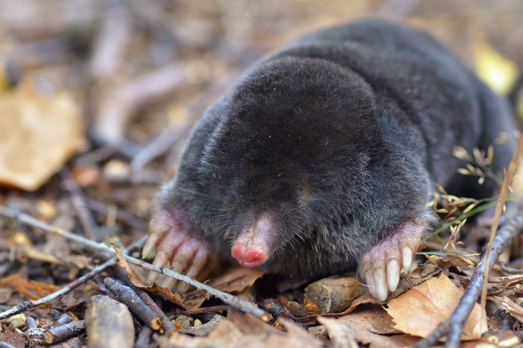 European Mole (Talpa europaea) - Know Your Mammals