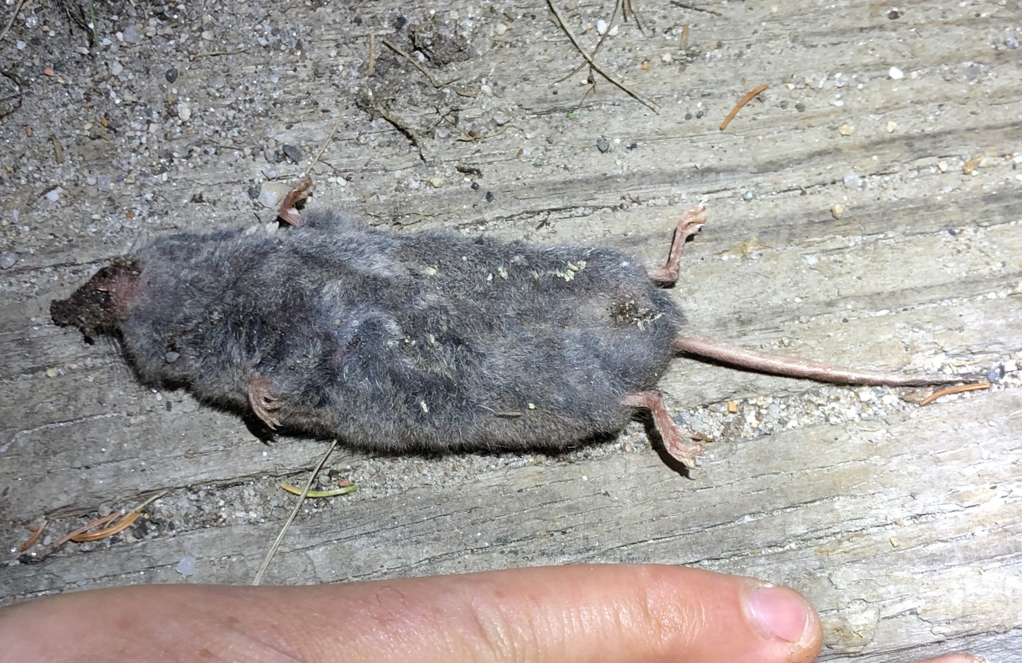 Sorex fumeus G.M.Miller, 1895