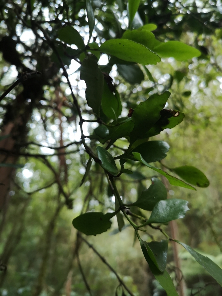 Green mistletoe in June 2020 by Taylor Davies-Colley · iNaturalist