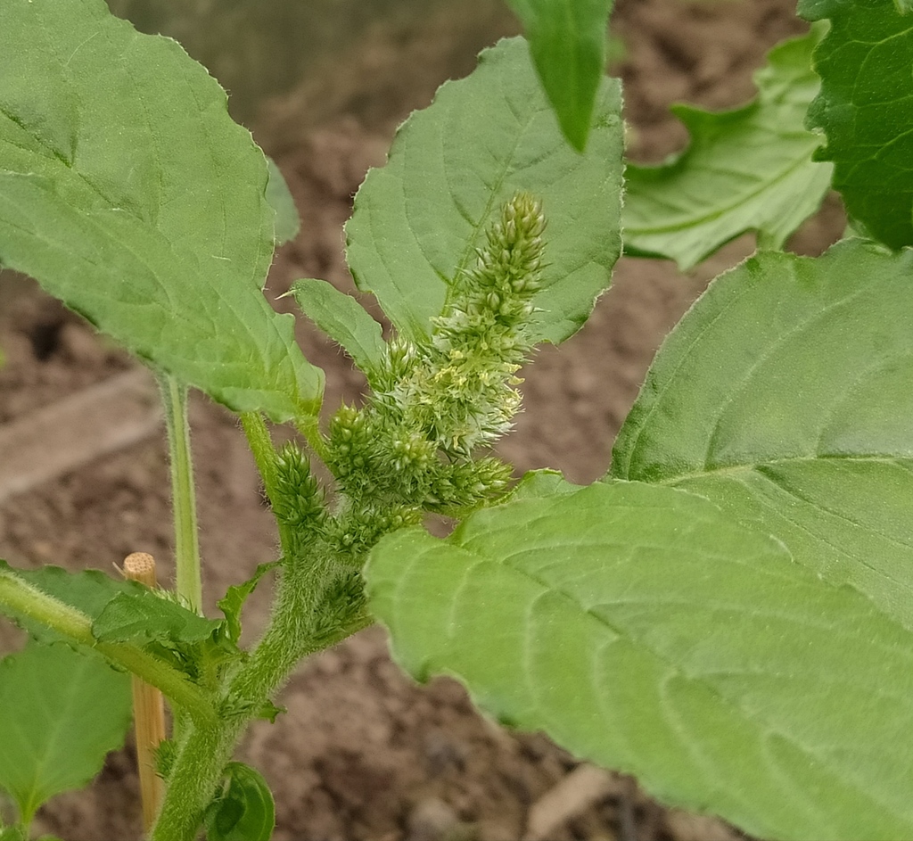 Redroot Amaranth (Amaranthus retroflexus) - Botanical Realm