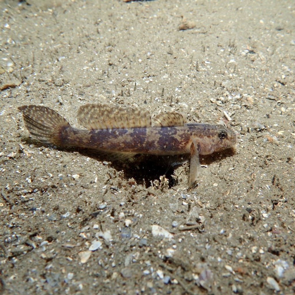 Sculptured Goby (Callogobius mucosus) - Marine Life Identification