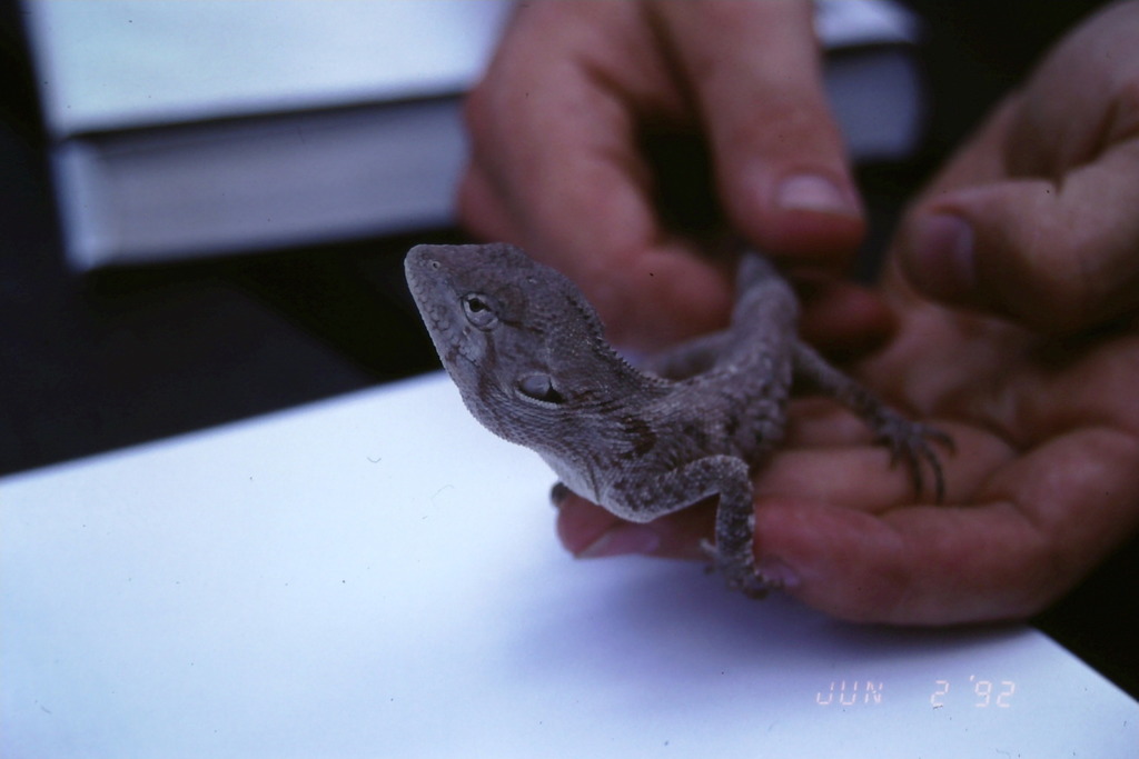 Chameleon Dragon in June 1992 by Colin Trainor. No public access to ...