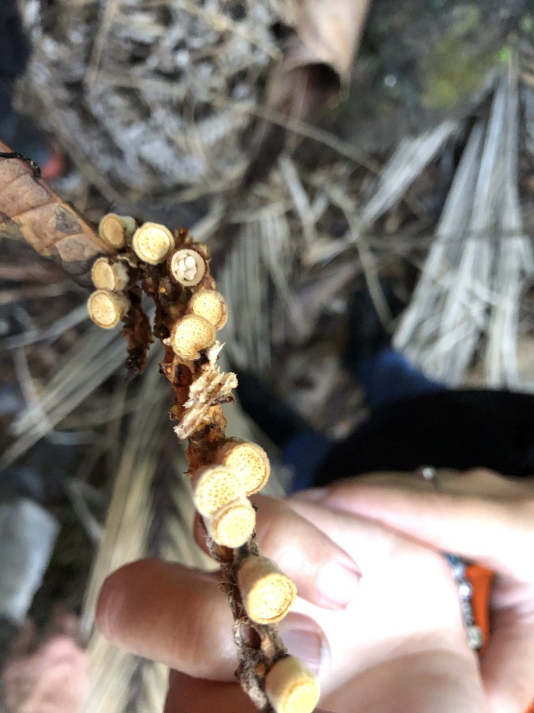 common bird's nest fungus in June 2020 by Yue Chin Chew · iNaturalist
