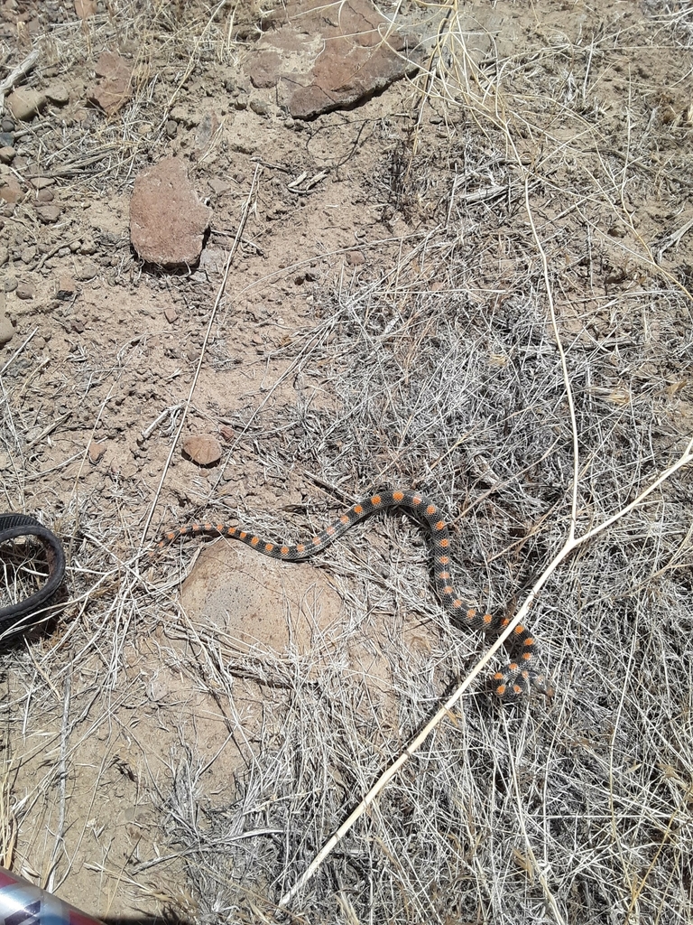 Ground Snake from Wendel, CA 96136, USA on June 16, 2020 at 02:45 PM by ...