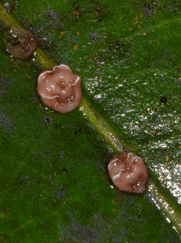 Pink wax scale from Tamban NSW 2441, Australia on June 14, 2020 at 05: ...