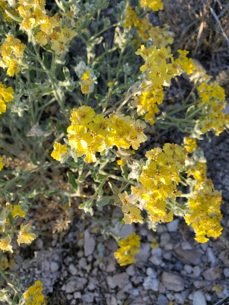 woolly paperflower from McDonald, NM 88262, USA on June 17, 2020 at 06: ...