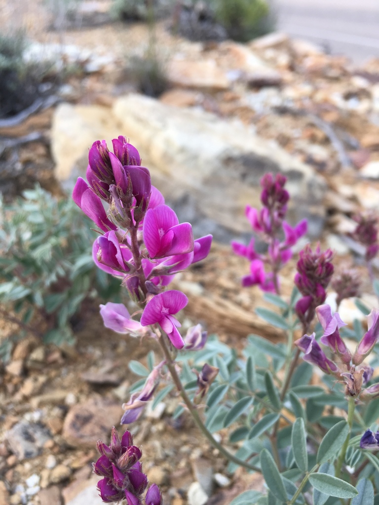 Boreal Sweet-vetch (Plants of Lone Mesa State Park) · iNaturalist