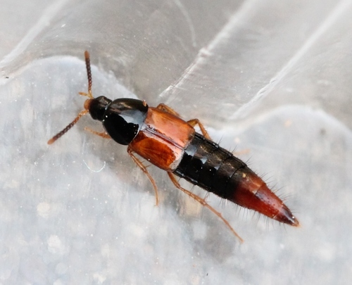 Genus Bolitobius · iNaturalist