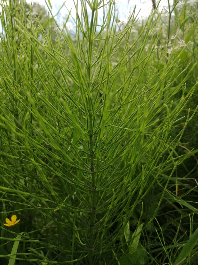 field horsetail from Месягутово on June 17, 2020 at 01:37 PM by Эвелина ...