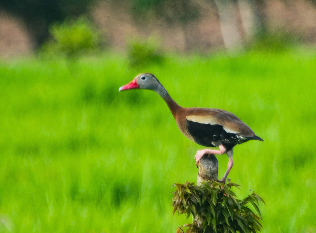 Black-bellied Whistling-Duck from Carretera La Tinaja-Cosoleacaque ...