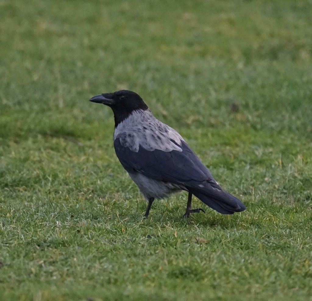 Hooded Crow from Innere Stadt, 1010 Vienna, Austria on March 08, 2020 ...