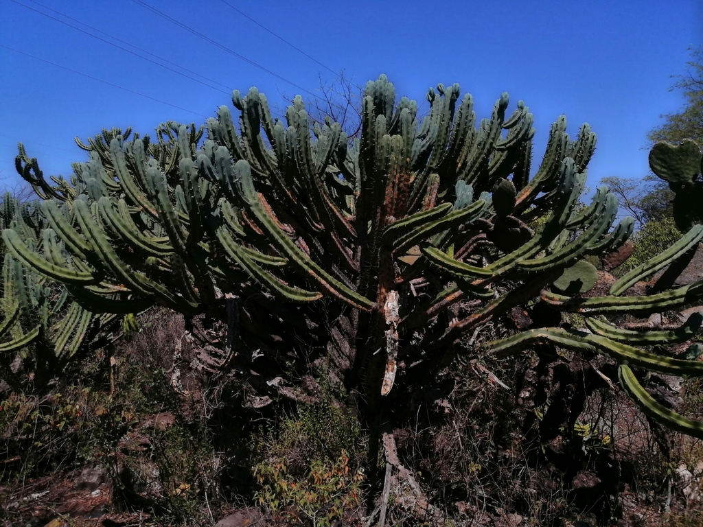 Blue Myrtle-cactus from Corregidora, Qro., México on June 15, 2020 at ...