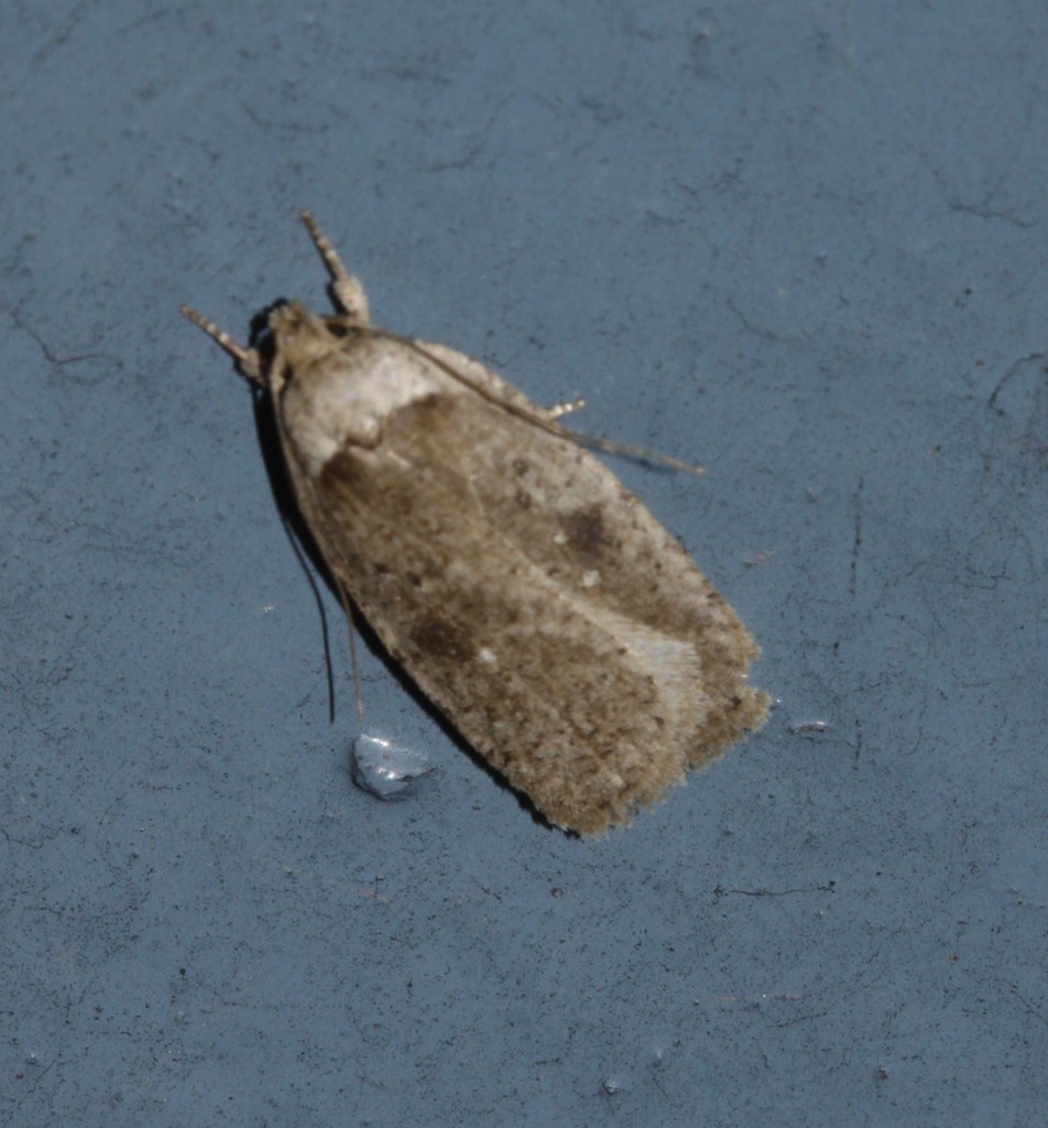 Clay-colored Agonopterix Moth from Le Rocher-Percé, QC, Canada on June ...