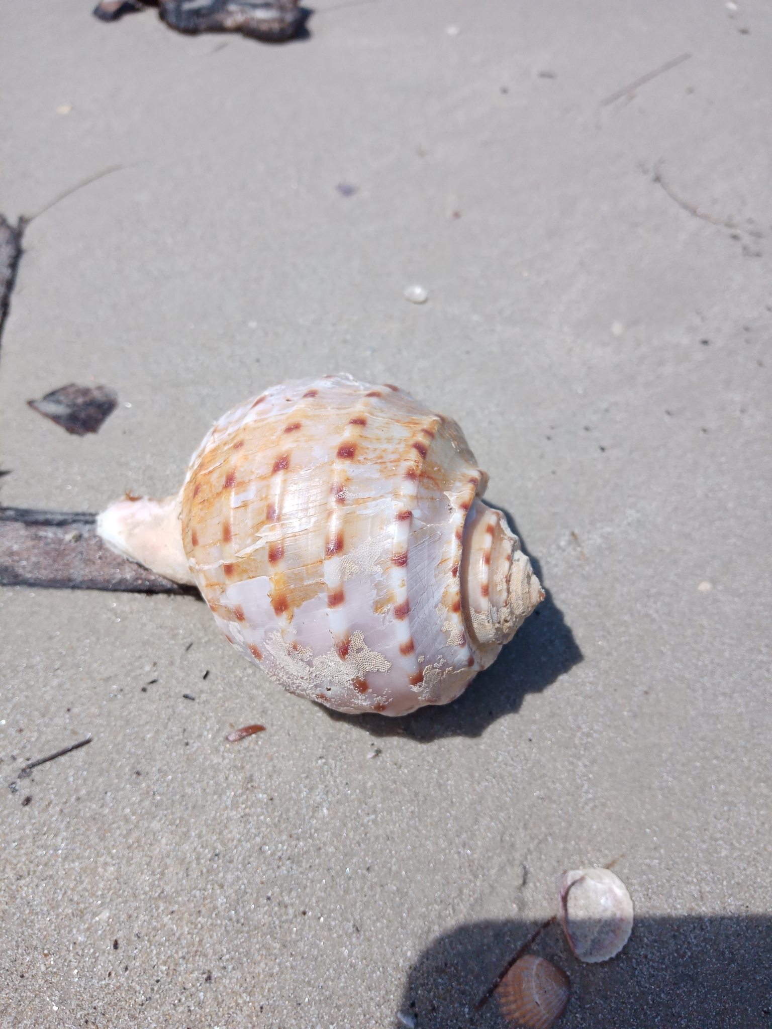 Tonna dolium (Linnaeus, 1758)