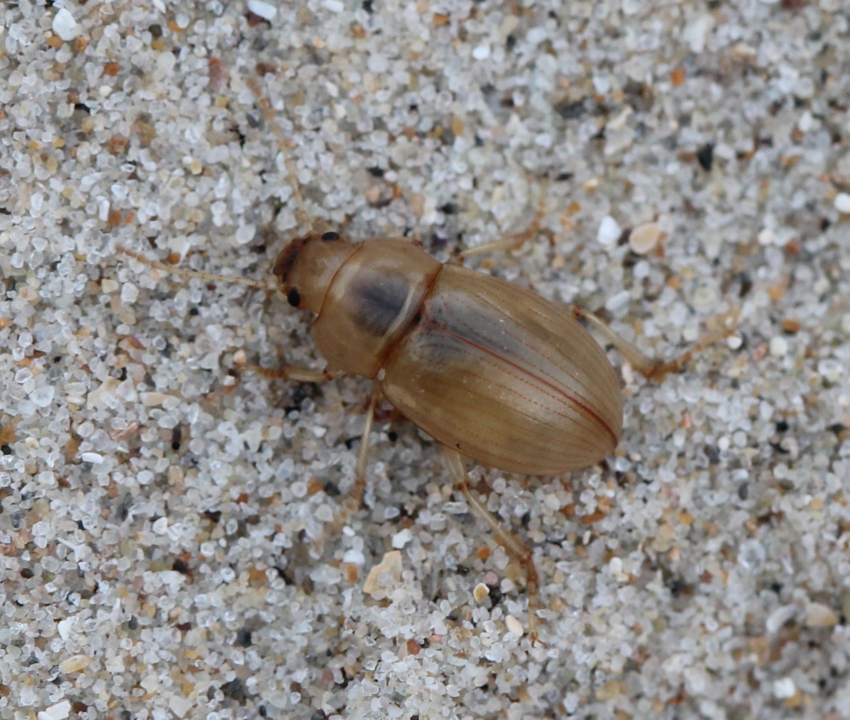 Xanthomus pallidus (Curtis, 1830)