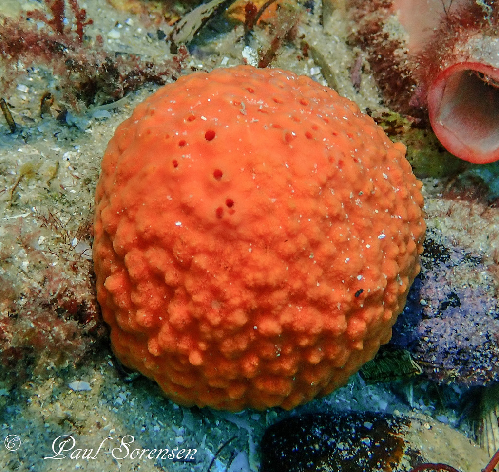 Orange Golf Ball Sponge from Rye Pier on June 18, 2020 at 01:25 AM by ...