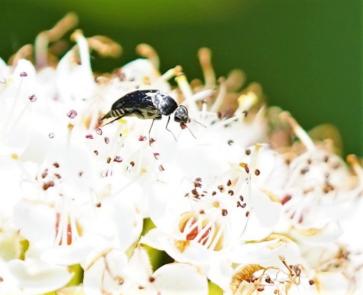 Tumbling Ragdoll from 2220 W Church St, Johnsburg, IL 60051, USA on ...