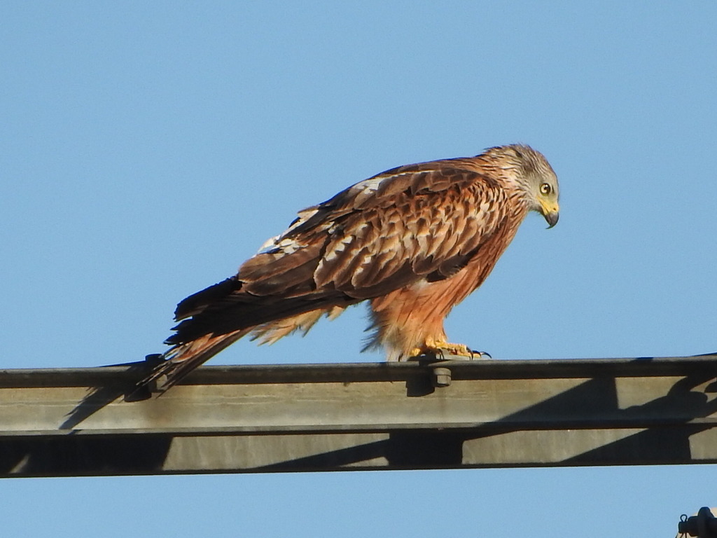 Nibbio reale (Avifauna Parco Nord Milano) · BioDiversity4All
