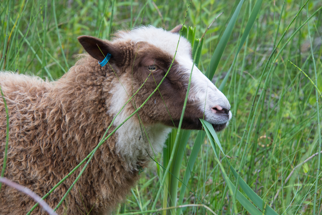 Sheep (Ovis) - Know Your Mammals