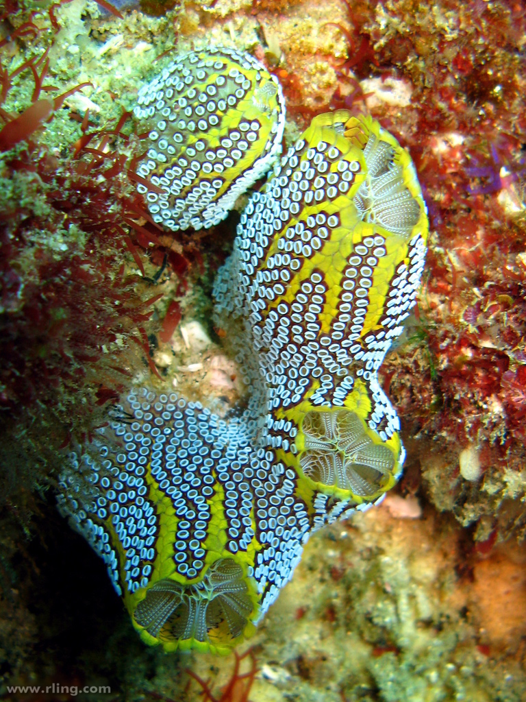 Magnificent Ascidian (Marine invertebrates of Randwick costal area ...
