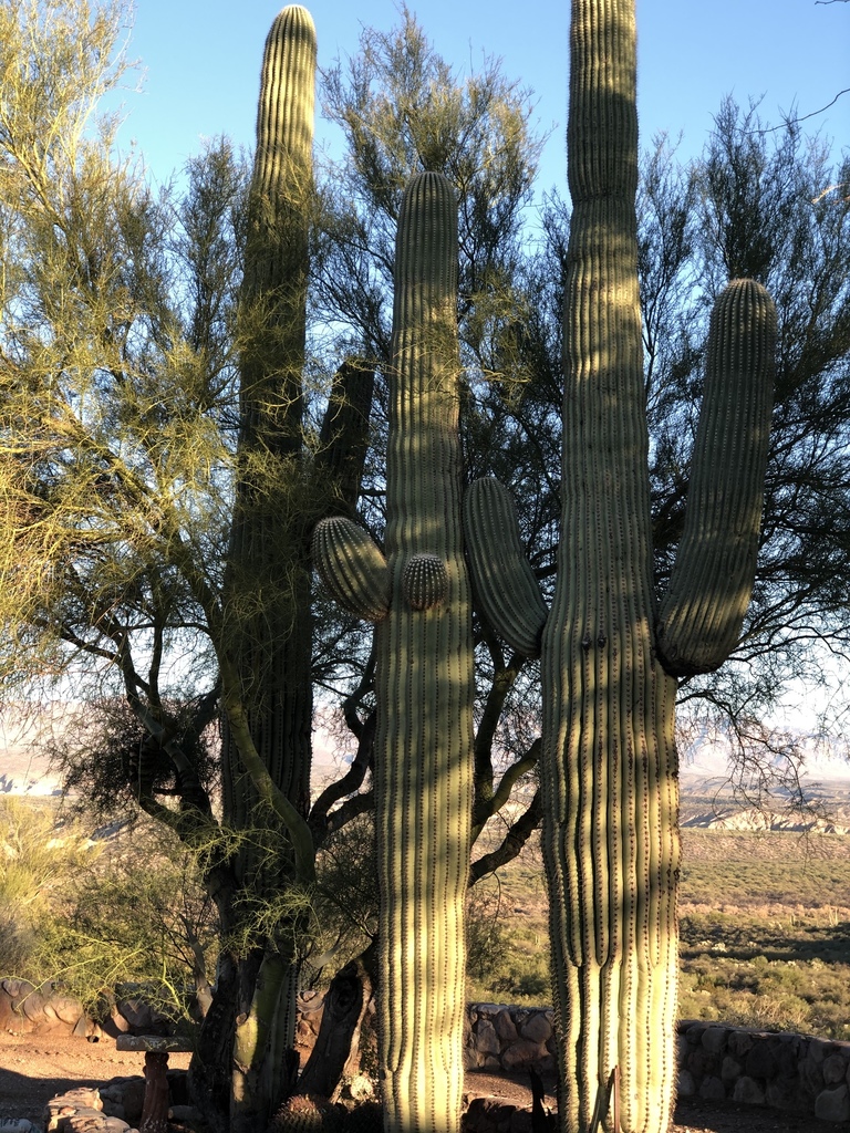 saguaro from E Barrows Pl, Mammoth, AZ, US on November 13, 2019 at 04: ...