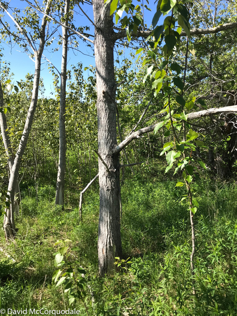 balsam poplar (Populus balsamifera) - Botanical Realm