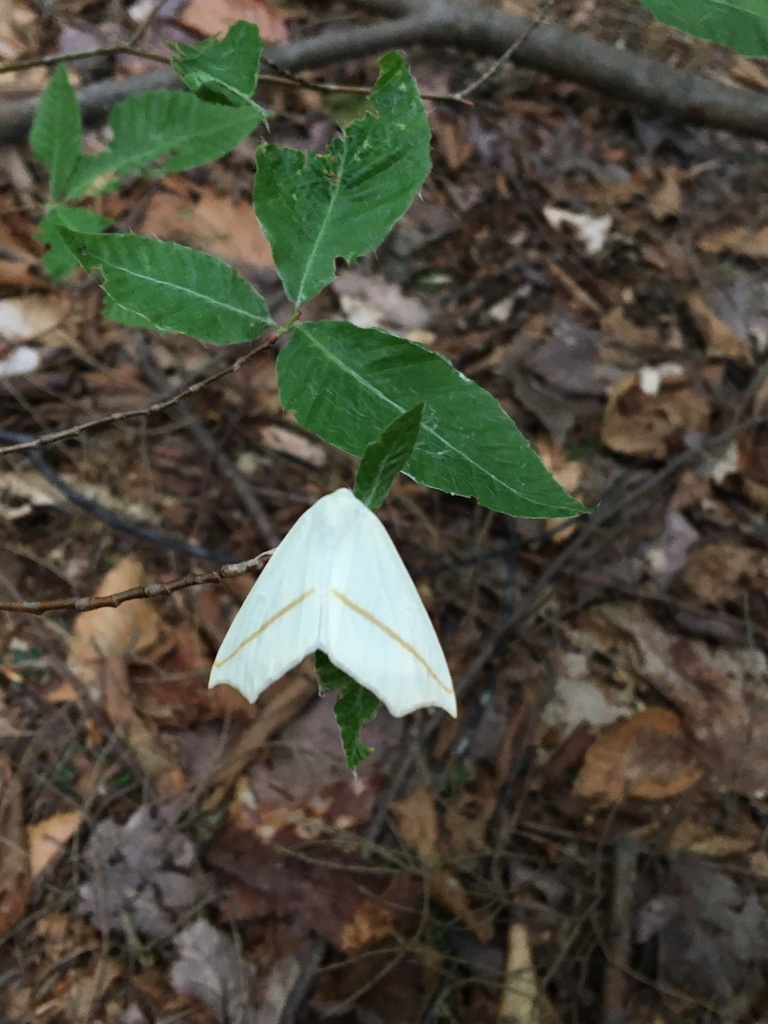 White Slant-line from Piney Run Rd, Frostburg, MD, US on June 16, 2020 ...