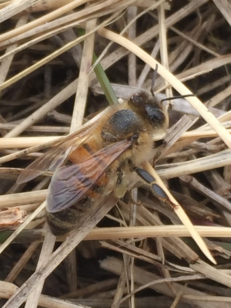 Western Honey Bee from Nose Hill Park, Calgary, AB, CA on April 25 ...