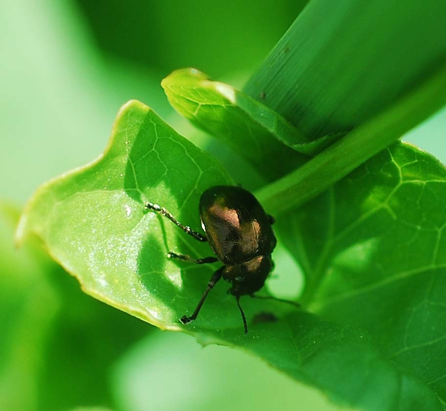 Dactylispa fulvipes (Motschulsky, 1861)