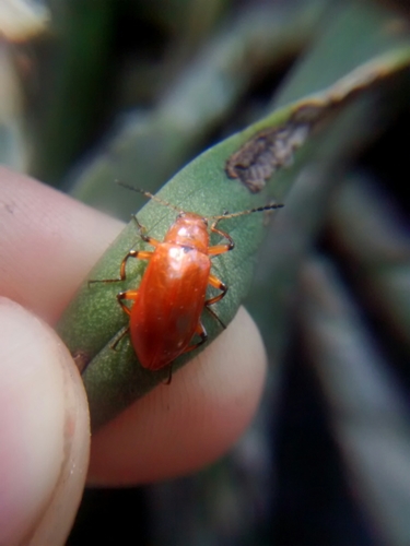 Subspecies Strongylium hoepfneri pectorale · iNaturalist