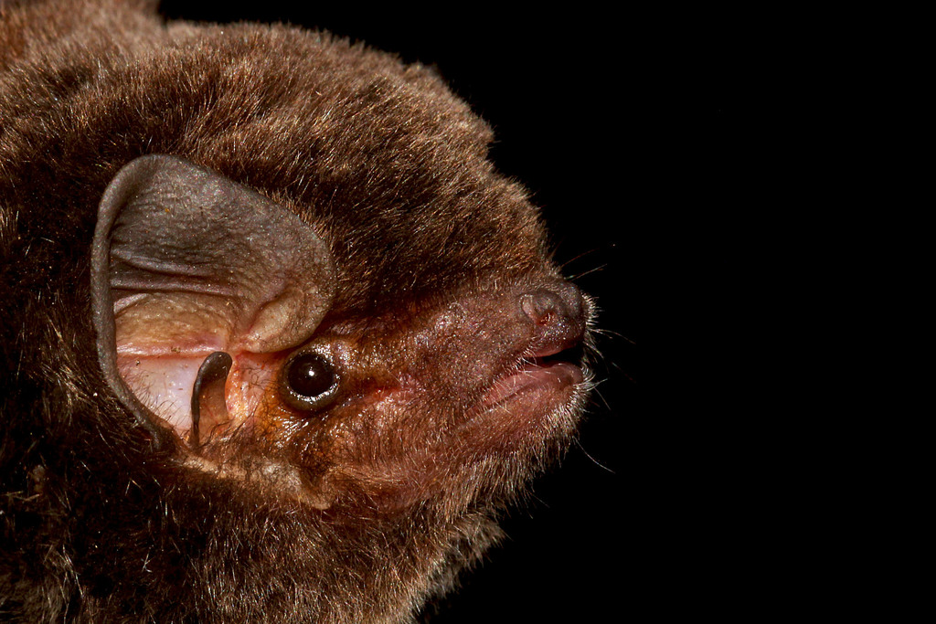 Miniopterus natalensis (African bats and rodents) · iNaturalist