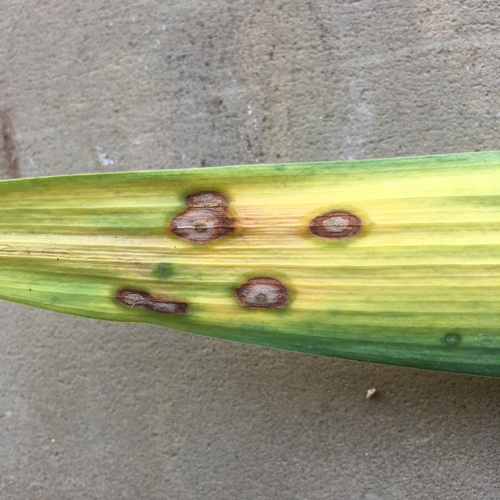 Heterosporium Leaf Spot on Iris (Cladosporium iridis) · iNaturalist