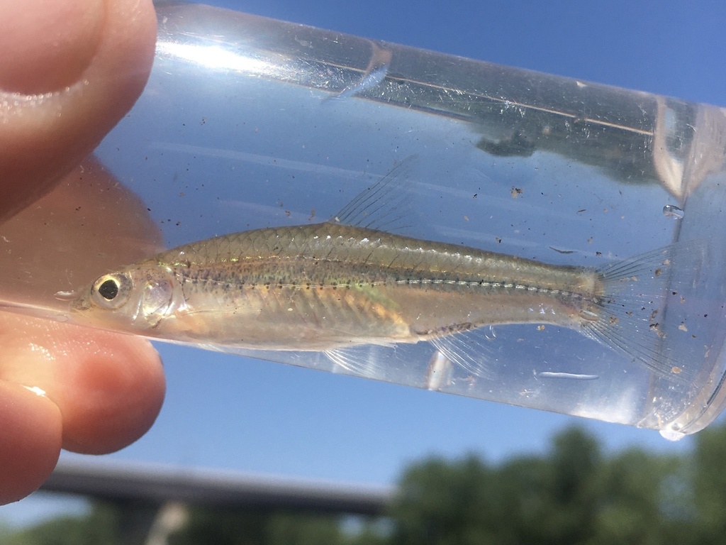 Mimic × Channel Shiner (Paranotropis volucellus × wickliffi) - Marine ...