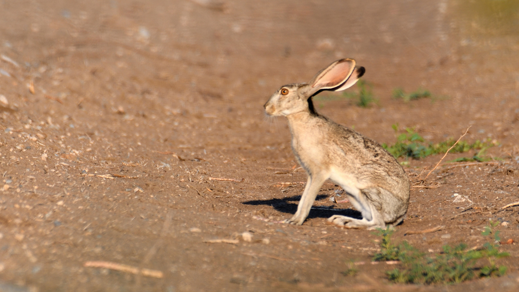 Black-tailed Jackrabbit from Bustamante, N.L., México on June 17, 2020 ...