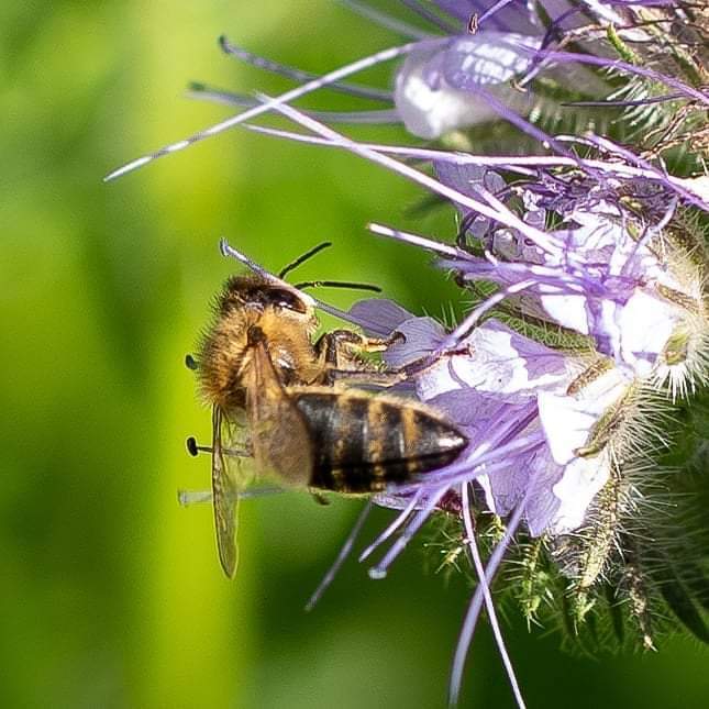 Apis mellifera carnica Pollmann, 1879