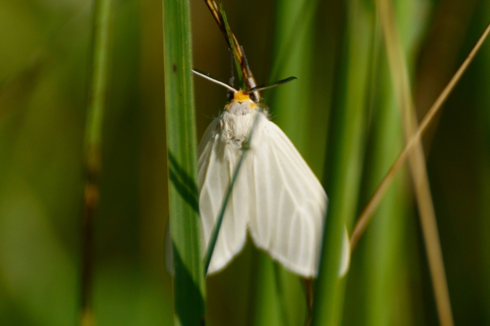 Oregon Cycnia Moth from Illinois Beach SP, Lake County, IL, USA on June ...