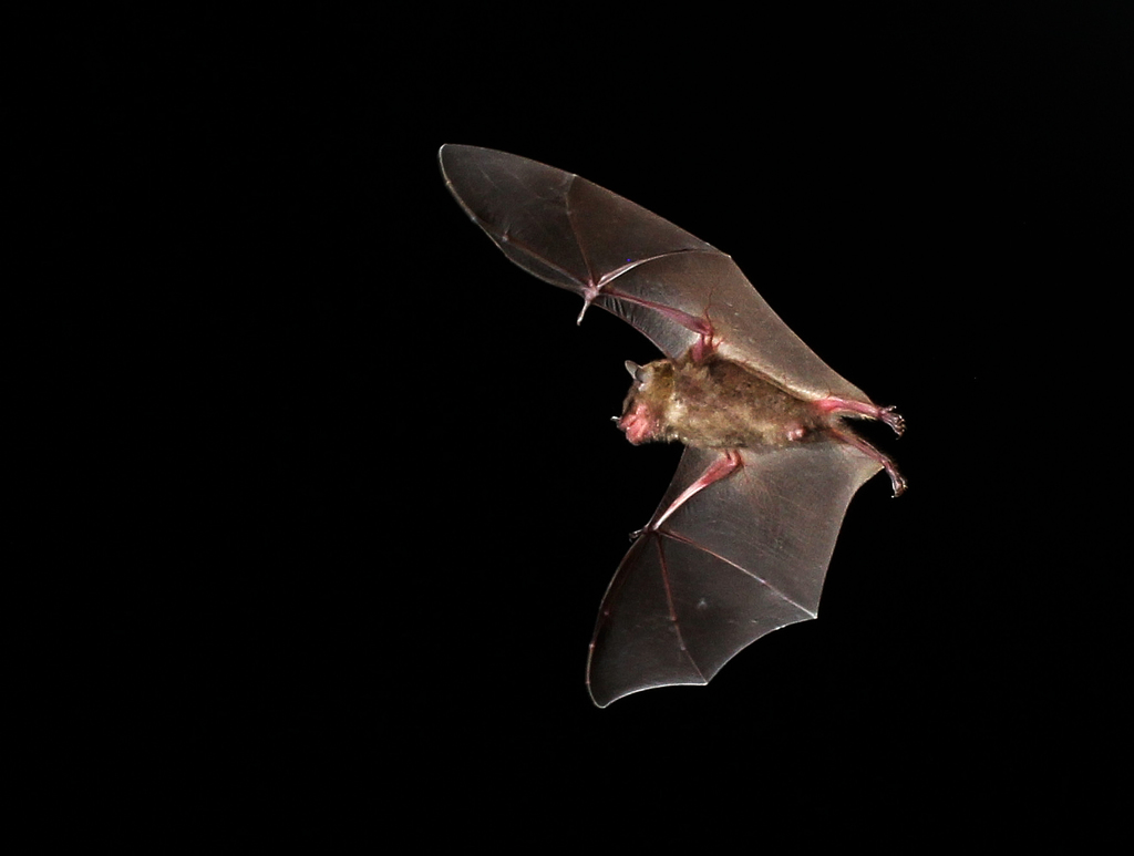 Tilda Yellow-shouldered Bat (Mammals of North America) · iNaturalist