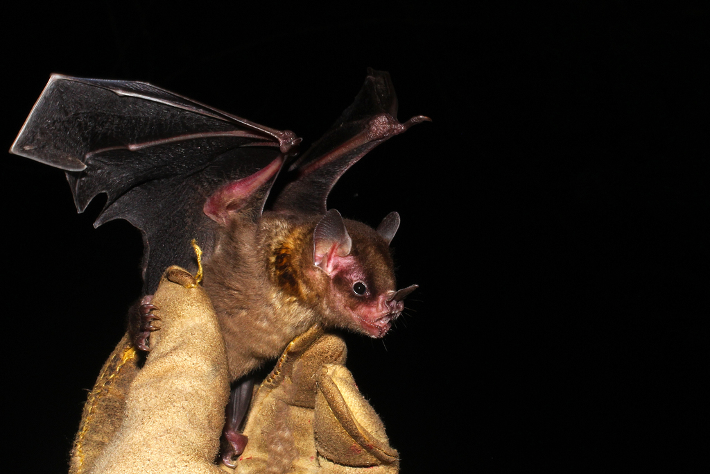 Tilda Yellow-shouldered Bat (Sturnira tildae) - Know Your Mammals
