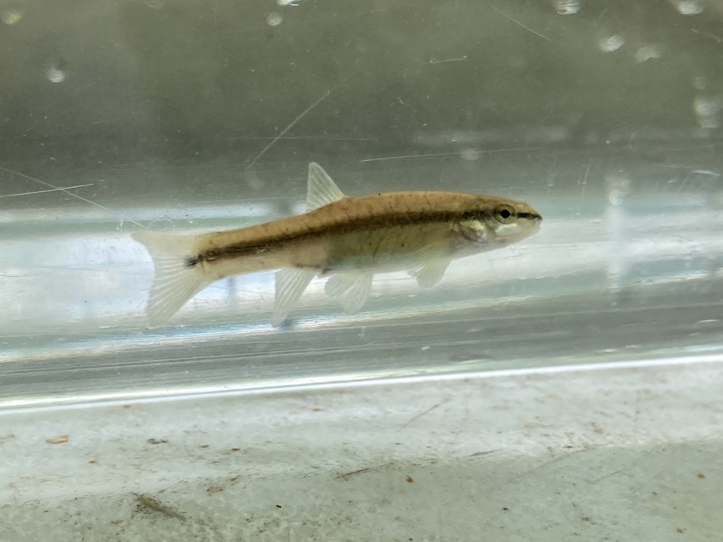 Western Blacknose Dace from Walhonding, OH, US on June 16, 2020 at 11: ...
