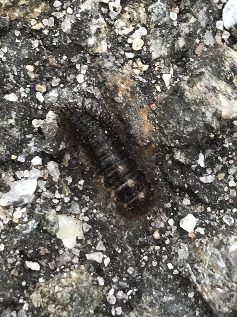 Winged and Once-winged Insects from Long Island, Massapequa, NY, US on ...