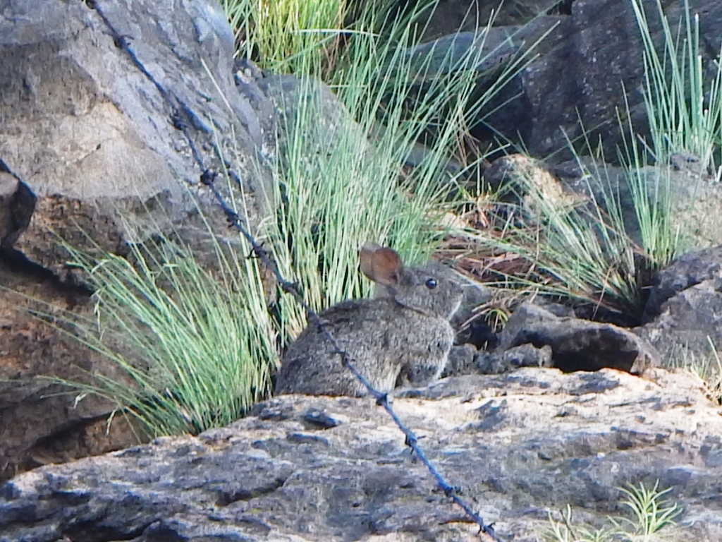Volcano Rabbit (Romerolagus diazi) - Know Your Mammals